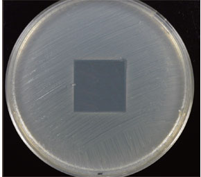 plapper（プラッパー）ブランド紹介