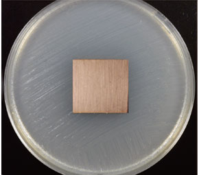 plapper（プラッパー）ブランド紹介